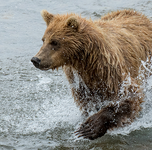 Katmai Alaska Bears Nature Photography Adventure, with Diane Kelsay and ...