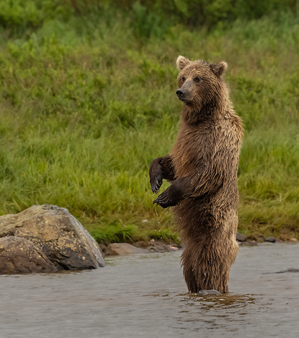 Katmai Alaska Bears Nature Photography Adventure, with Diane Kelsay and ...