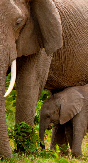 Tanzania African Photography Safari featuring Serengeti Migration with ...